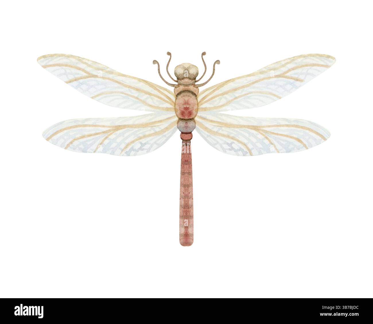 Pastel beige dragonfly watercolor illustration isolated on white. Hand ...