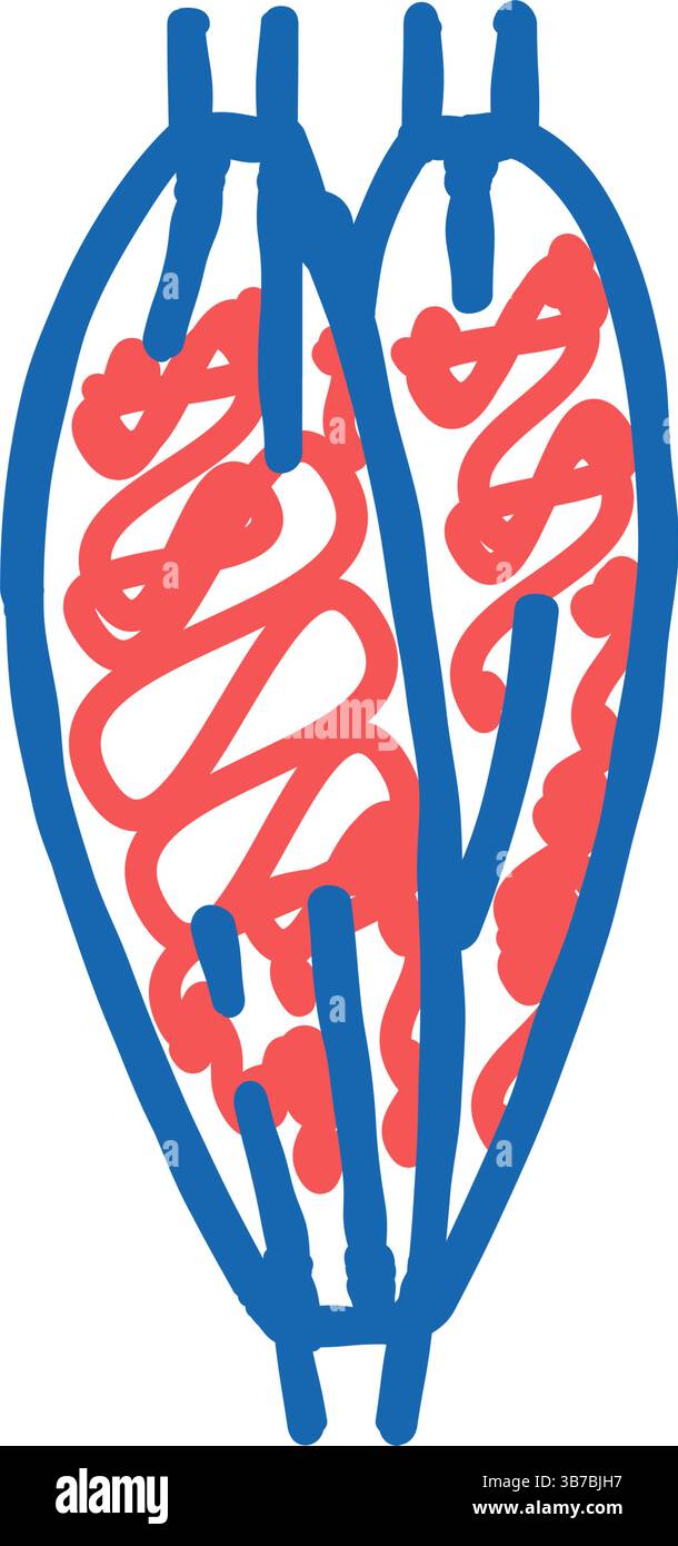 muscle human anatomy icon doodle illustration Stock Vector Image & Art ...