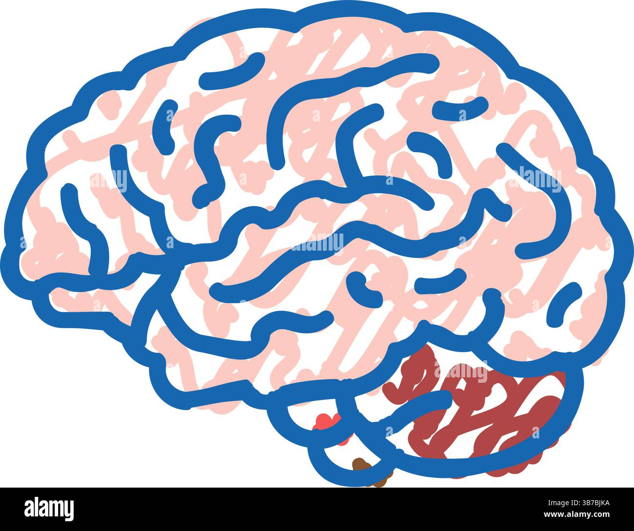 brain anatomy organ icon doodle illustration Stock Vector Image & Art ...