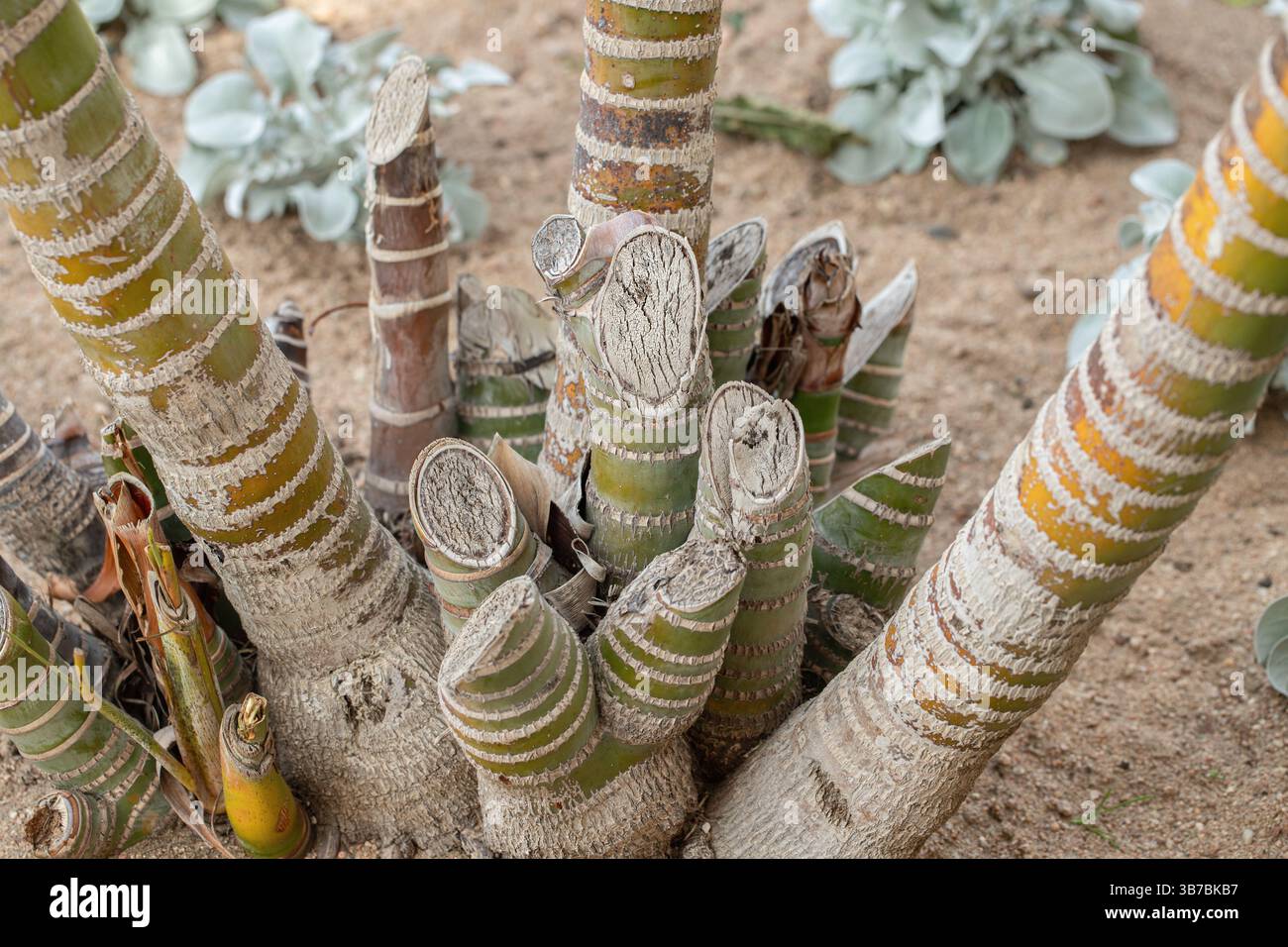 Cut stems of a palm tree Stock Photo - Alamy