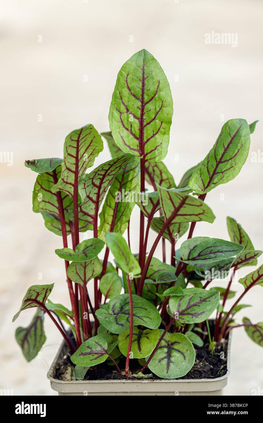 Typical red-veined leaves of wood dock (Rumex sanguineus Stock Photo ...
