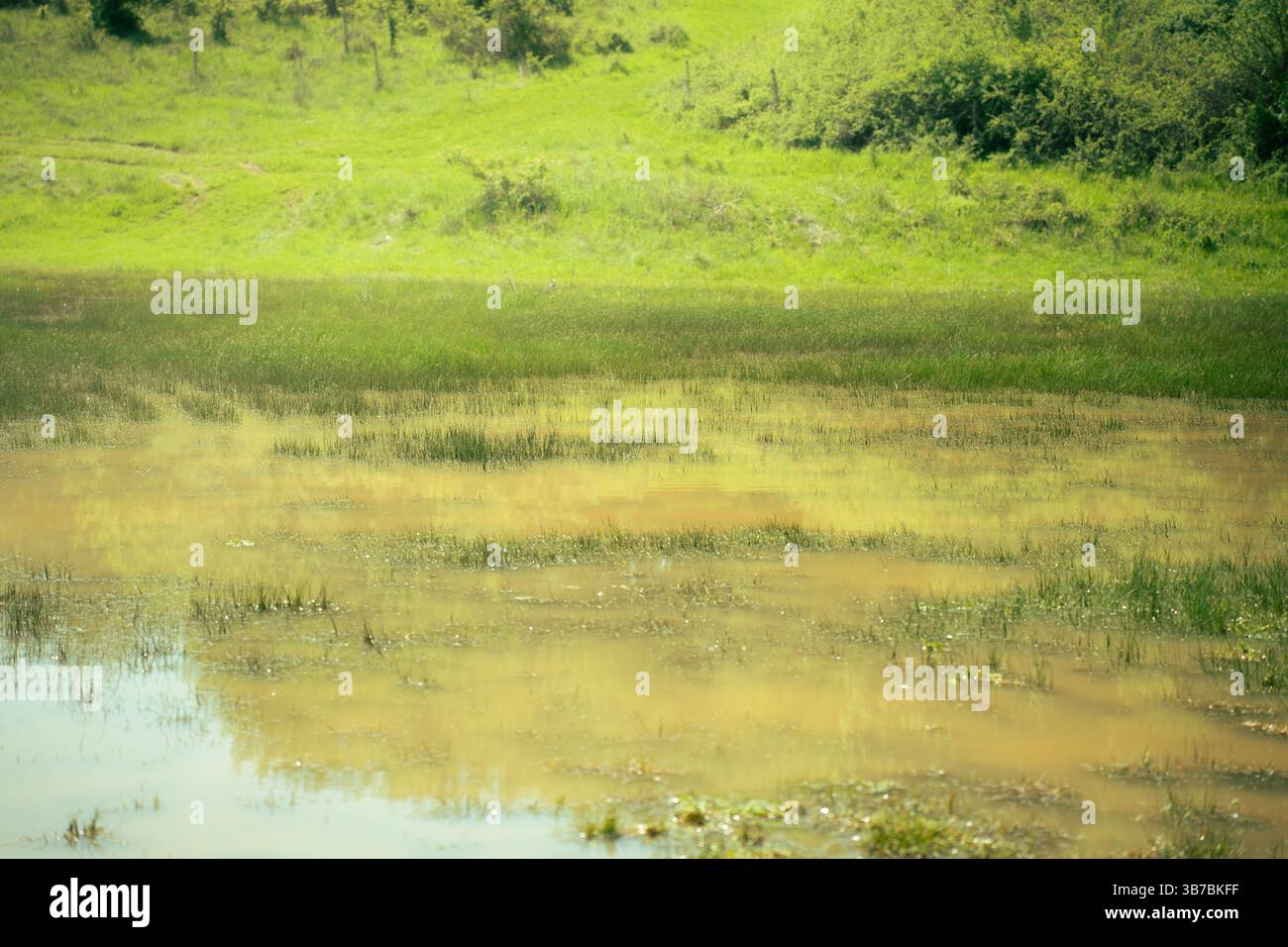 Muddy Wetland Landscape with Green Grassy Terrain Stock Photo - Alamy