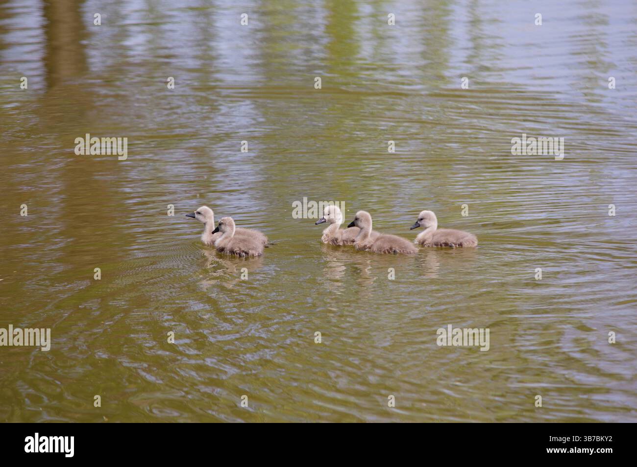 A pair of swans are leading their five little babies to swim freely in ...