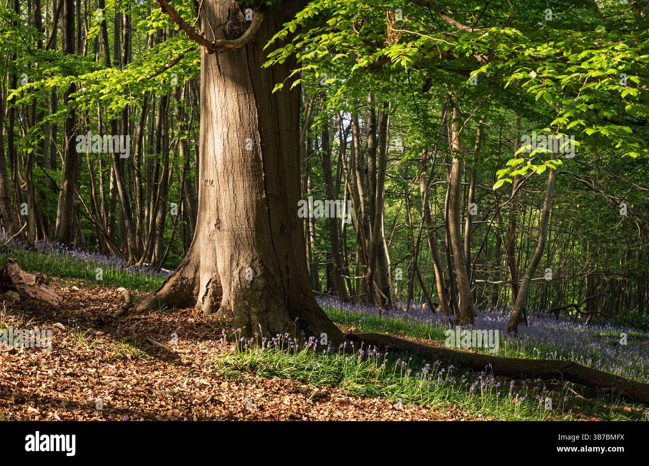 A mature beech tree in bluebell woodland on the hiigh weald near ...