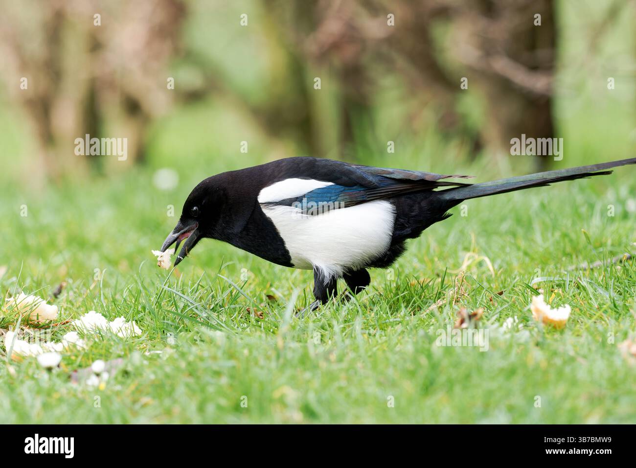 Pie in parkland hi-res stock photography and images - Alamy