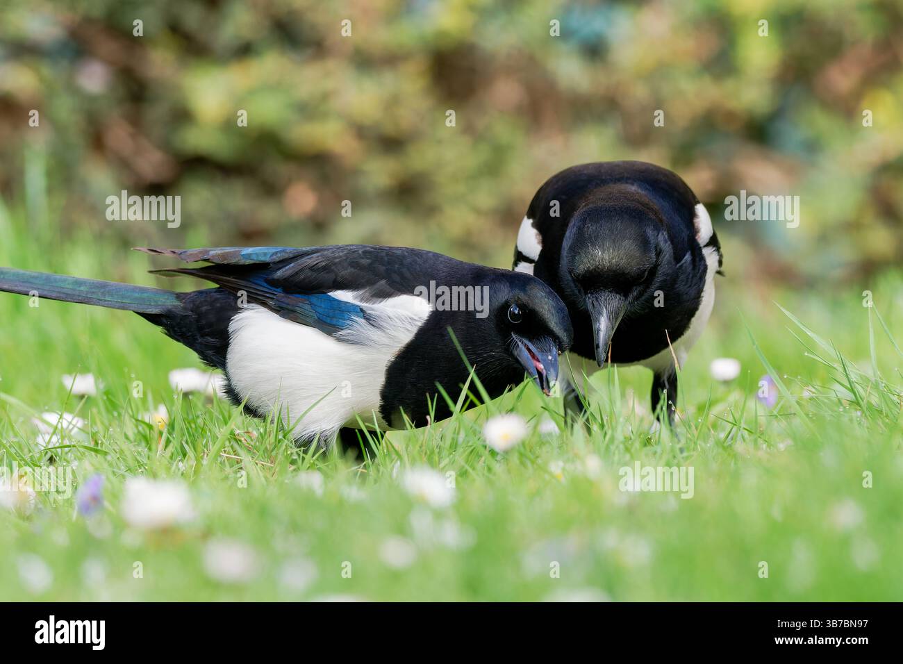 Magpies in country setting hi-res stock photography and images - Alamy