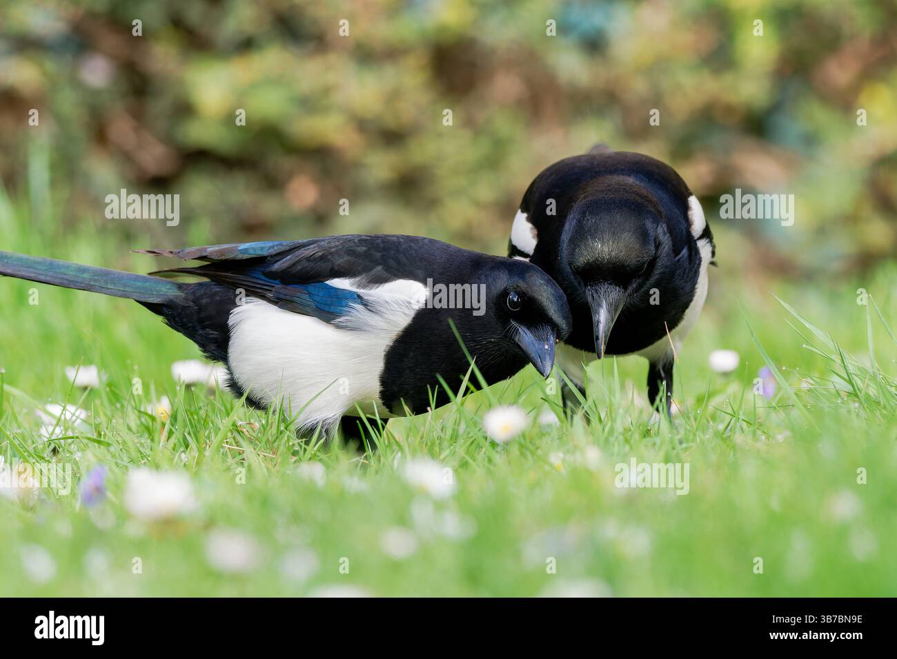 Magpies walking on the ground hi-res stock photography and images - Alamy