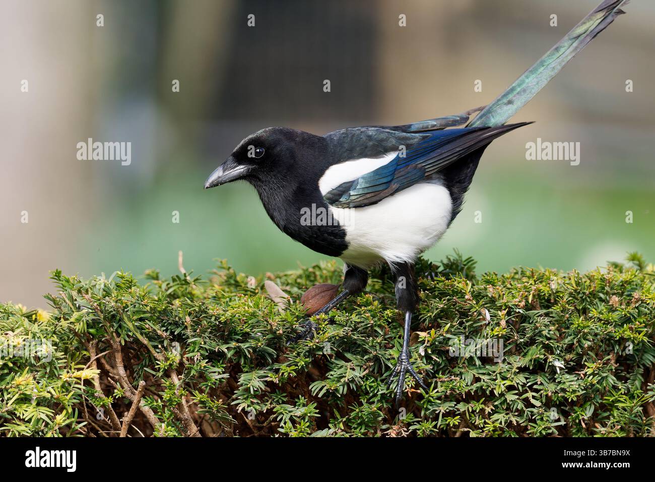 Magpies in the garden hi-res stock photography and images - Alamy