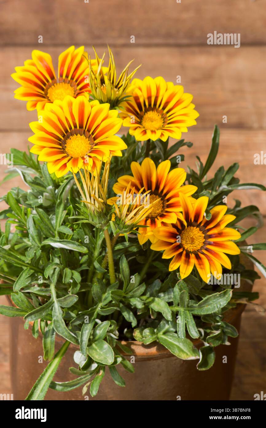 african daisy flower. Gazania flower native. Yellow flowers (South ...