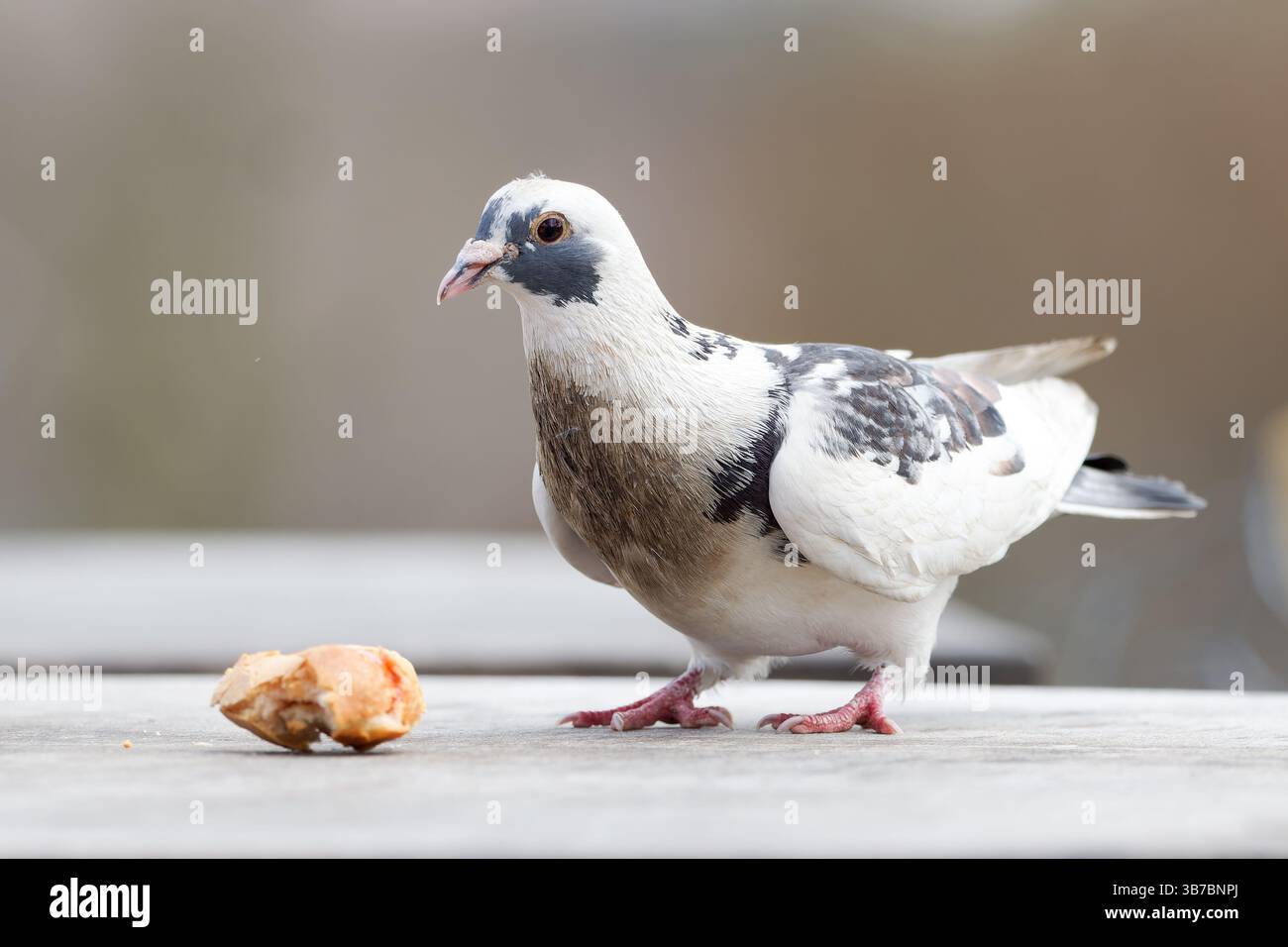Pigeons in trocadero gardens hi-res stock photography and images - Alamy