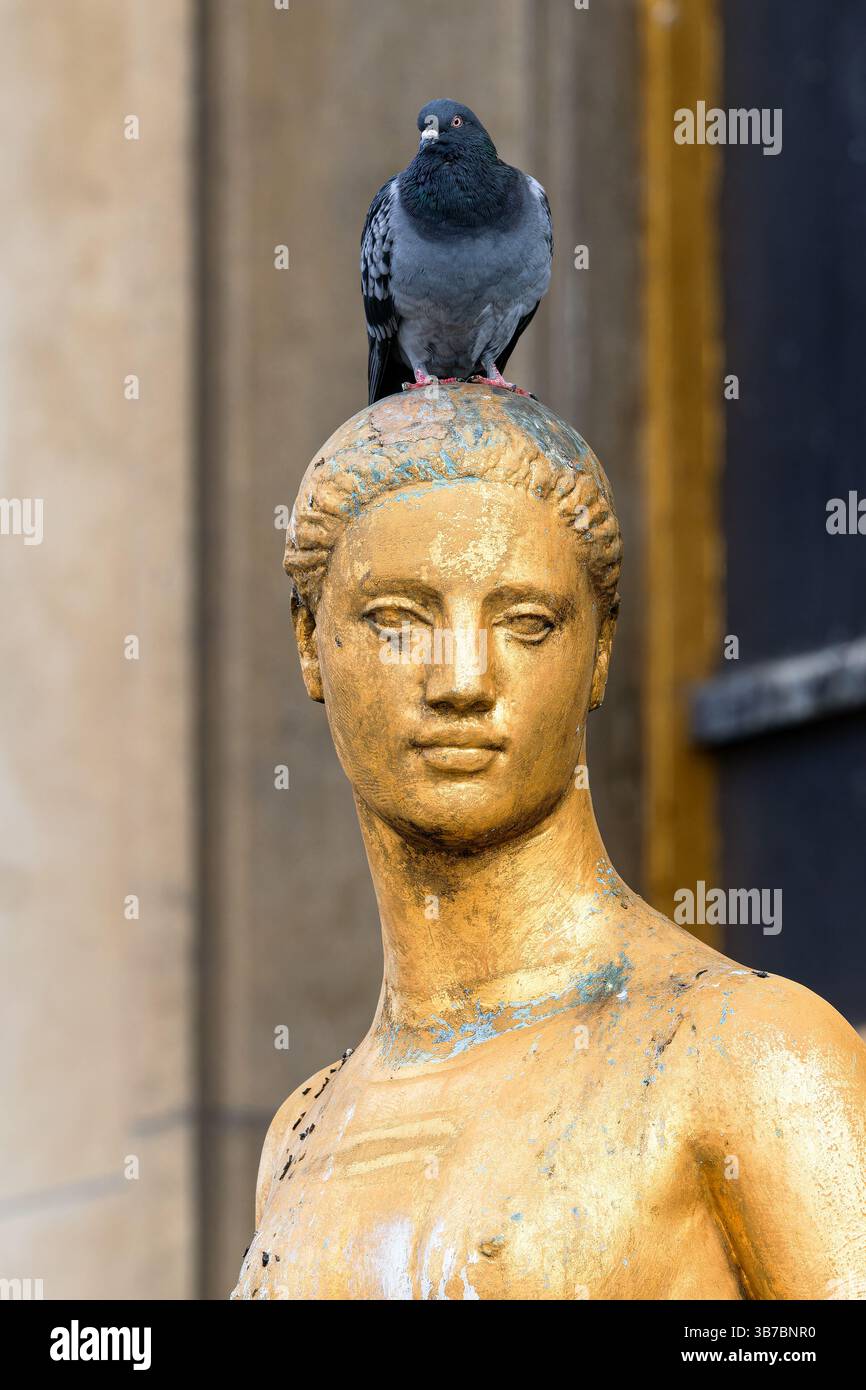 A Pigeon (Columba livia) perched on a statue at Trocadéro, with the ...