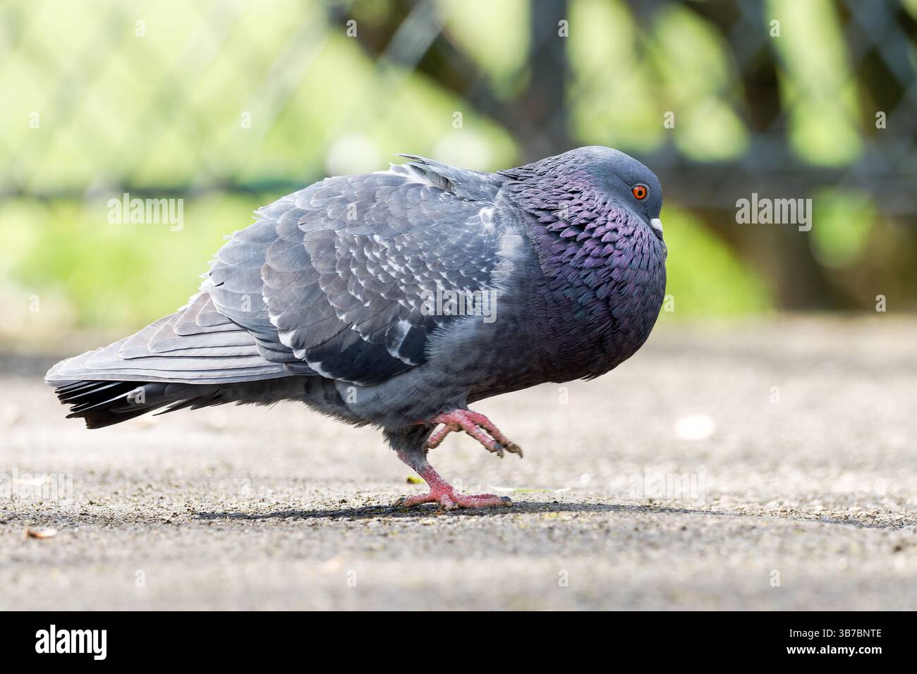 Pigeon love display hi-res stock photography and images - Alamy