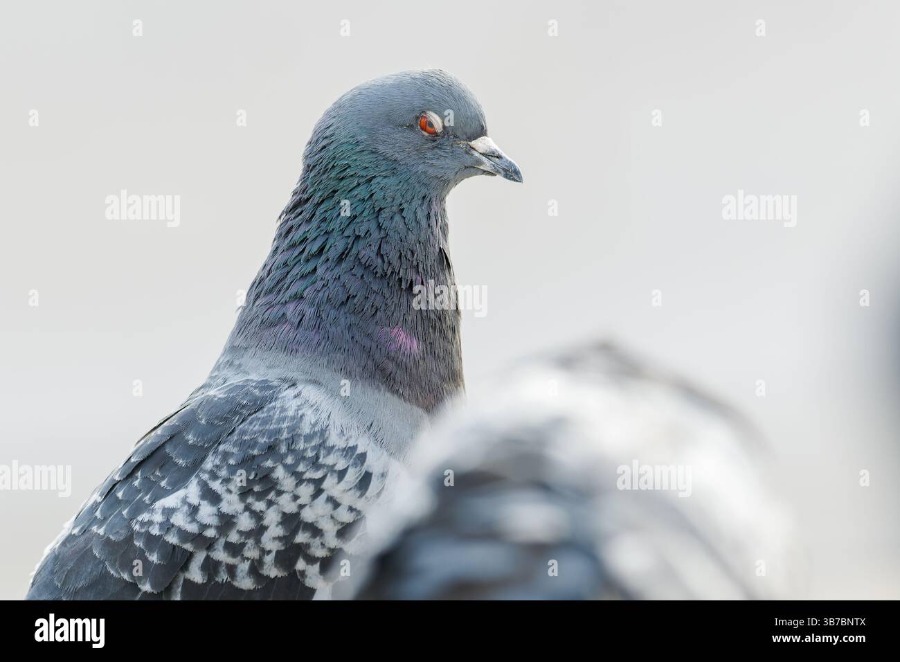 Birds in parisian gardens hi-res stock photography and images - Alamy