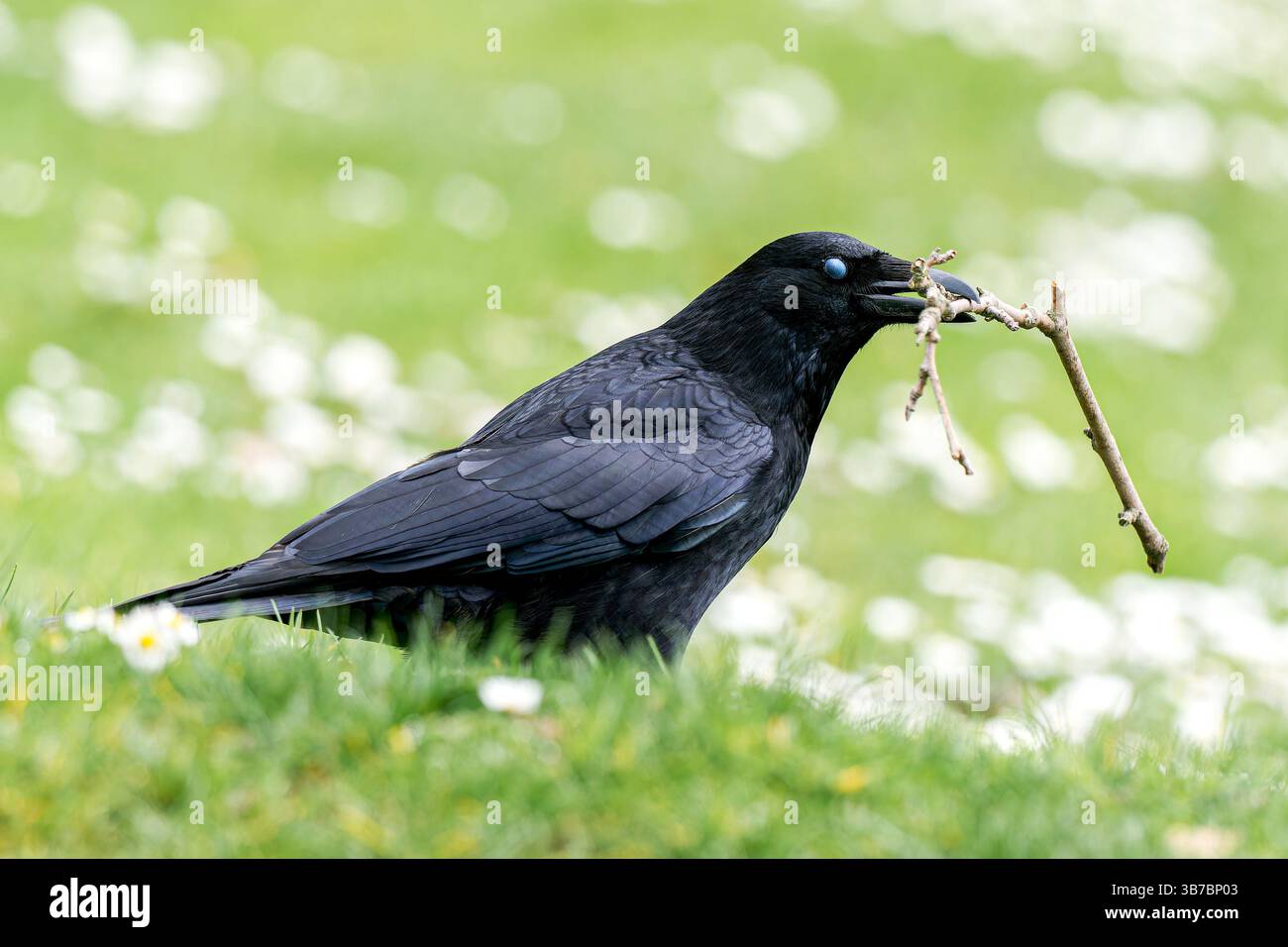 Carrion crow (Corvus corone) carrying a twig in its beak, building its ...