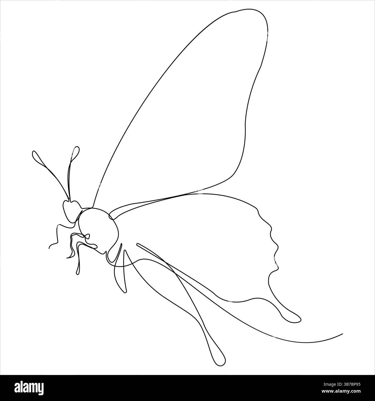 Butterfly line drawing Black and White Stock Photos & Images - Alamy