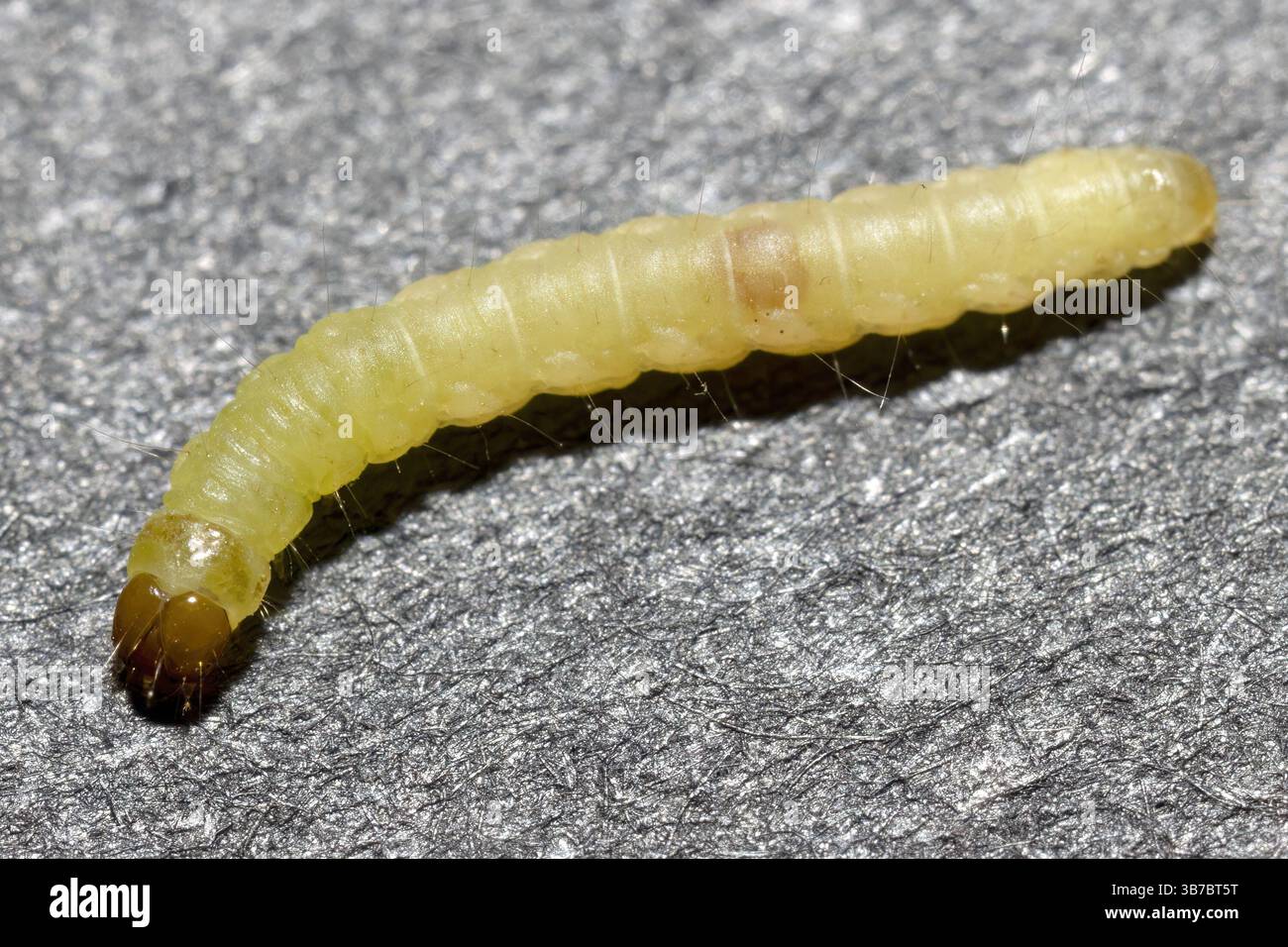 Macro Shot of a Clothes Moth Larva on a Textured Gray Surface, Tineola ...