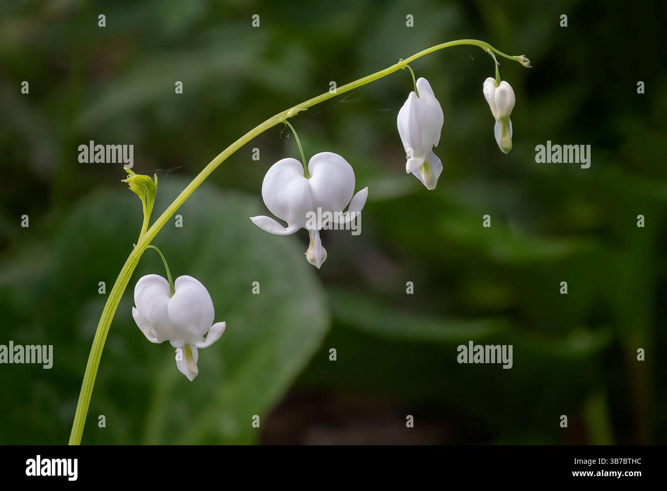 close up of the stem of a bleeding heart plant with white blooms. The ...