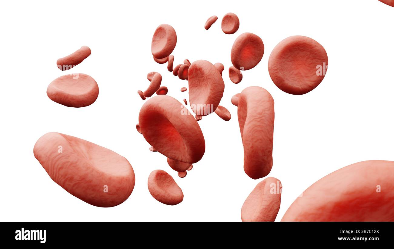 Red blood cells are visible in motion through a clear medium ...