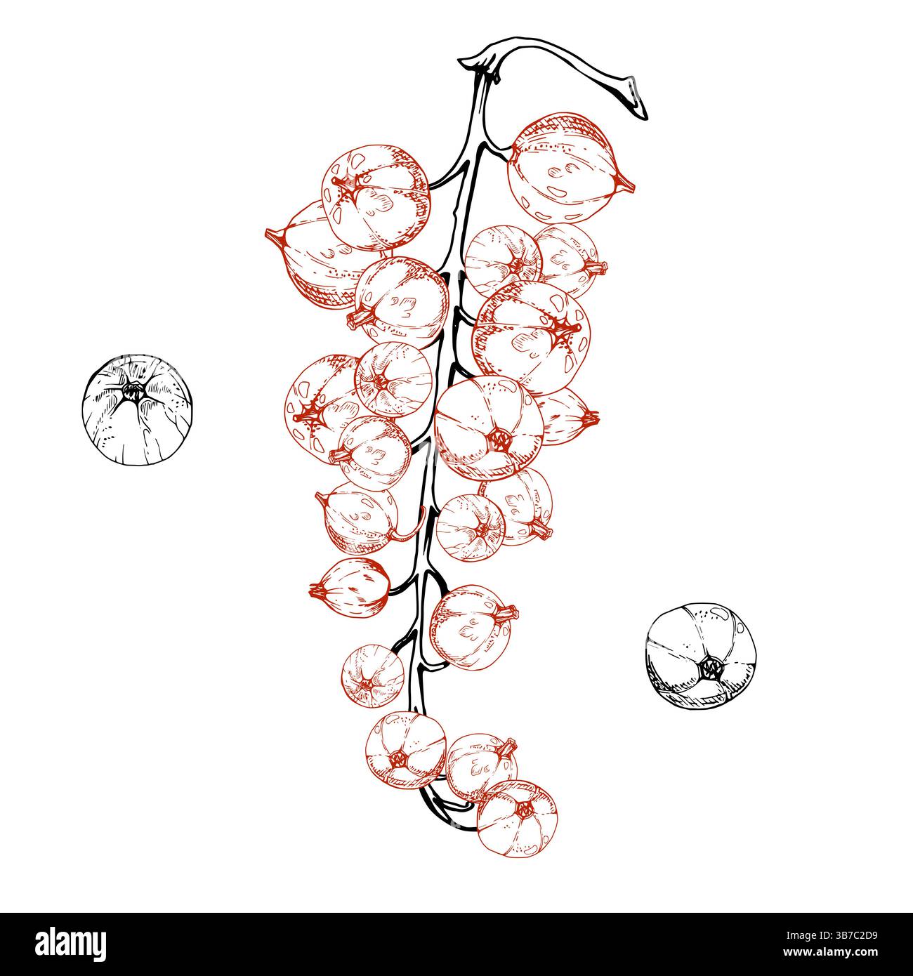 Juneberry tree Stock Vector Images - Alamy