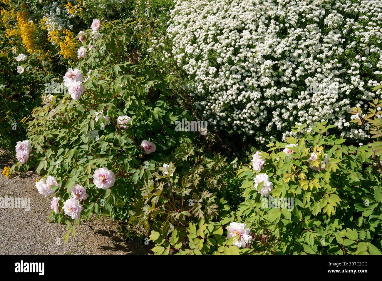 Lush Garden With Pink Flowers Of The Shrub Peony (Paeonia Suffruticosa ...