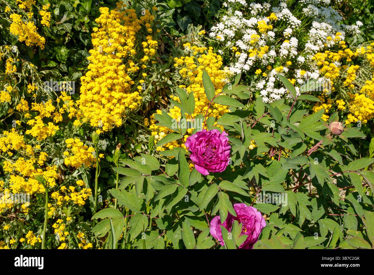 Purple Flowers Of A Peony Bush (Paeonia Suffruticosa). Behind It, The ...