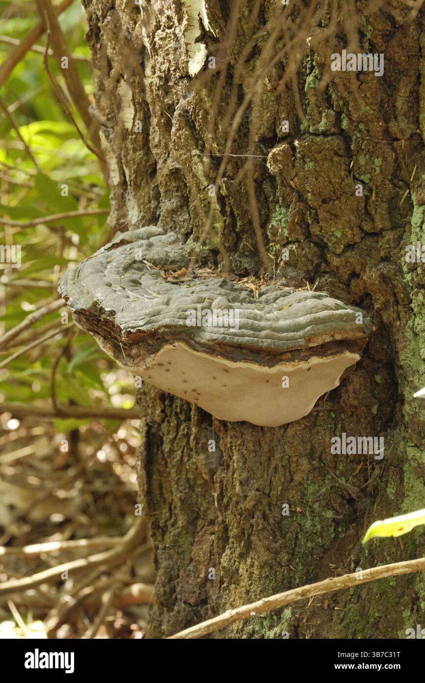 Artist’s Bracket fungus Stock Photo - Alamy