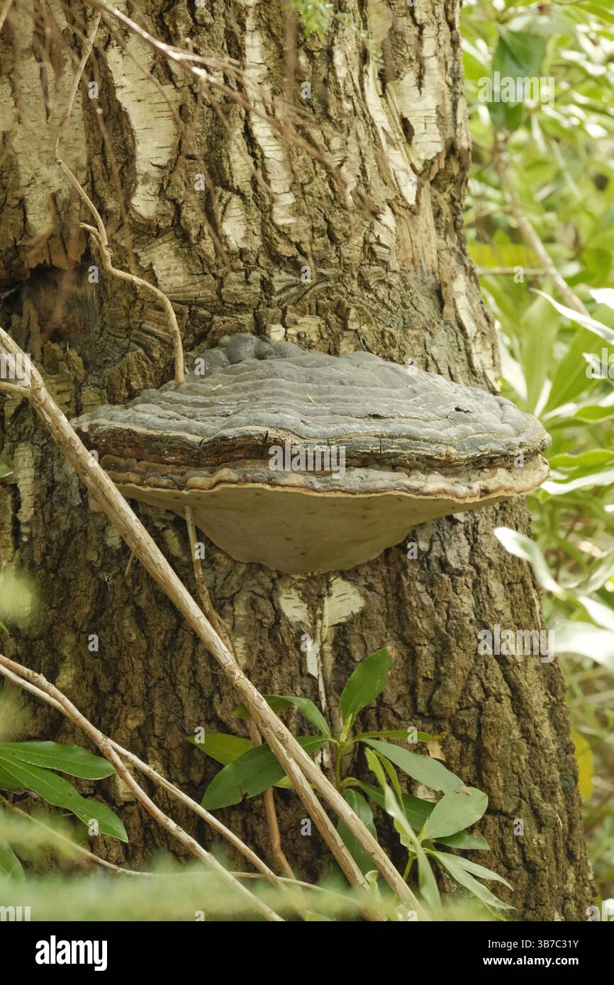 Artist’s Bracket fungus Stock Photo - Alamy