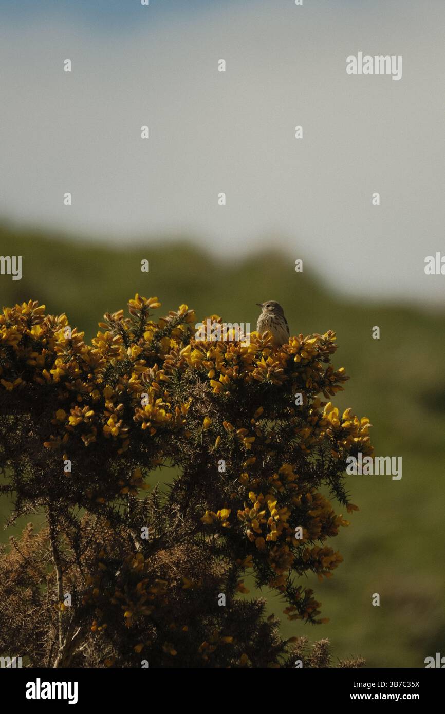 A bird sitting on a flowering gorse Stock Photo - Alamy