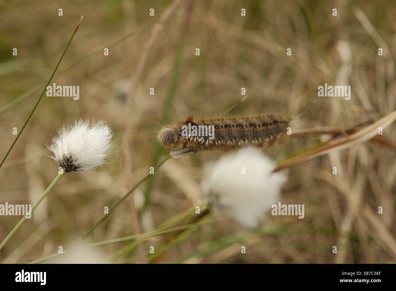 Scottish Drinker caterpillar at the Flanders Moss National Nature ...