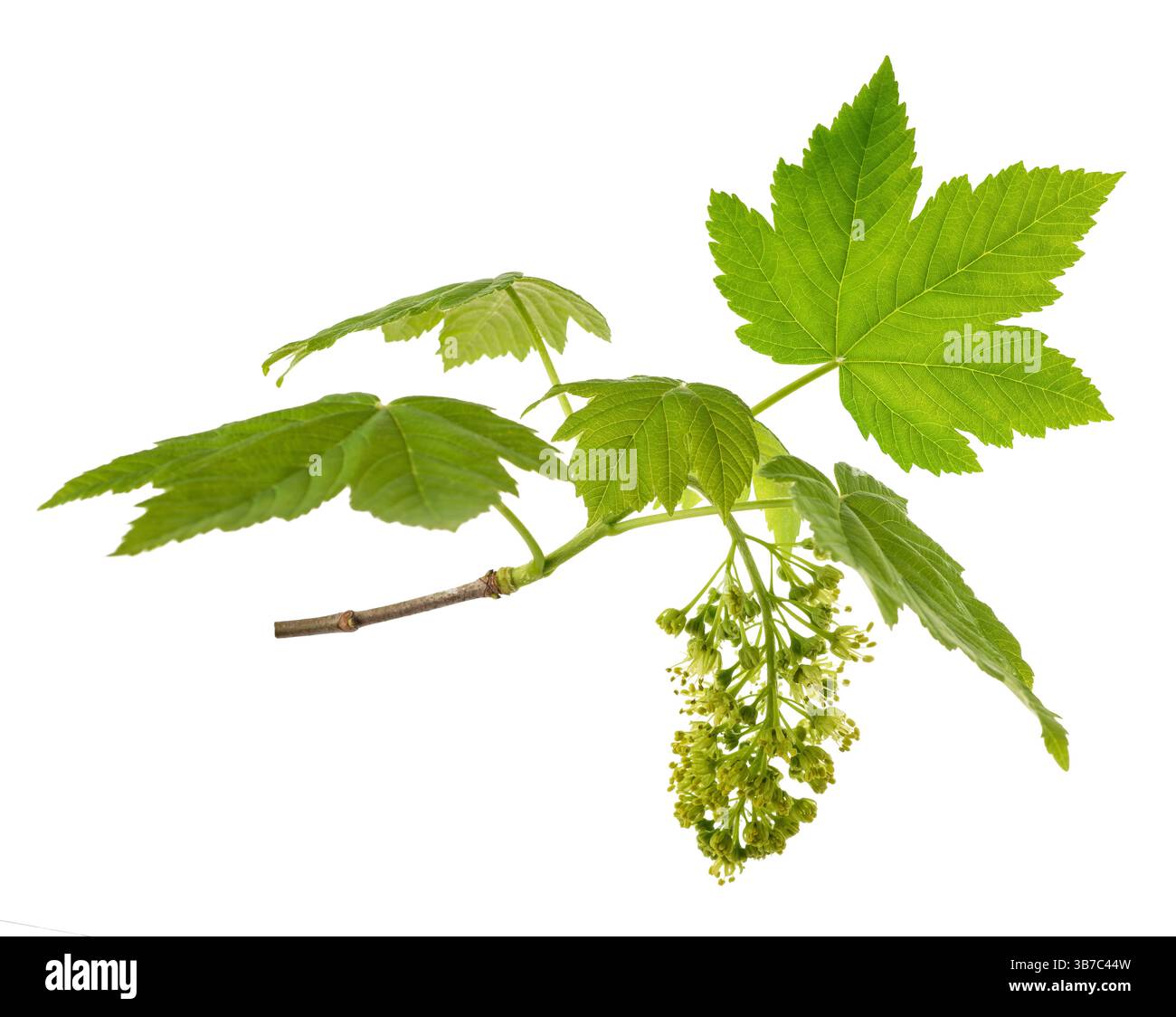 Blooming maple tree Cut Out Stock Images & Pictures - Alamy