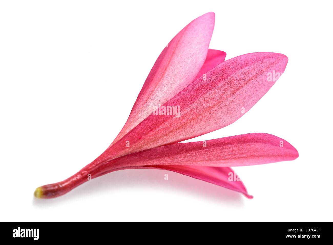 Red Frangipani flower isolated on white background Stock Photo - Alamy
