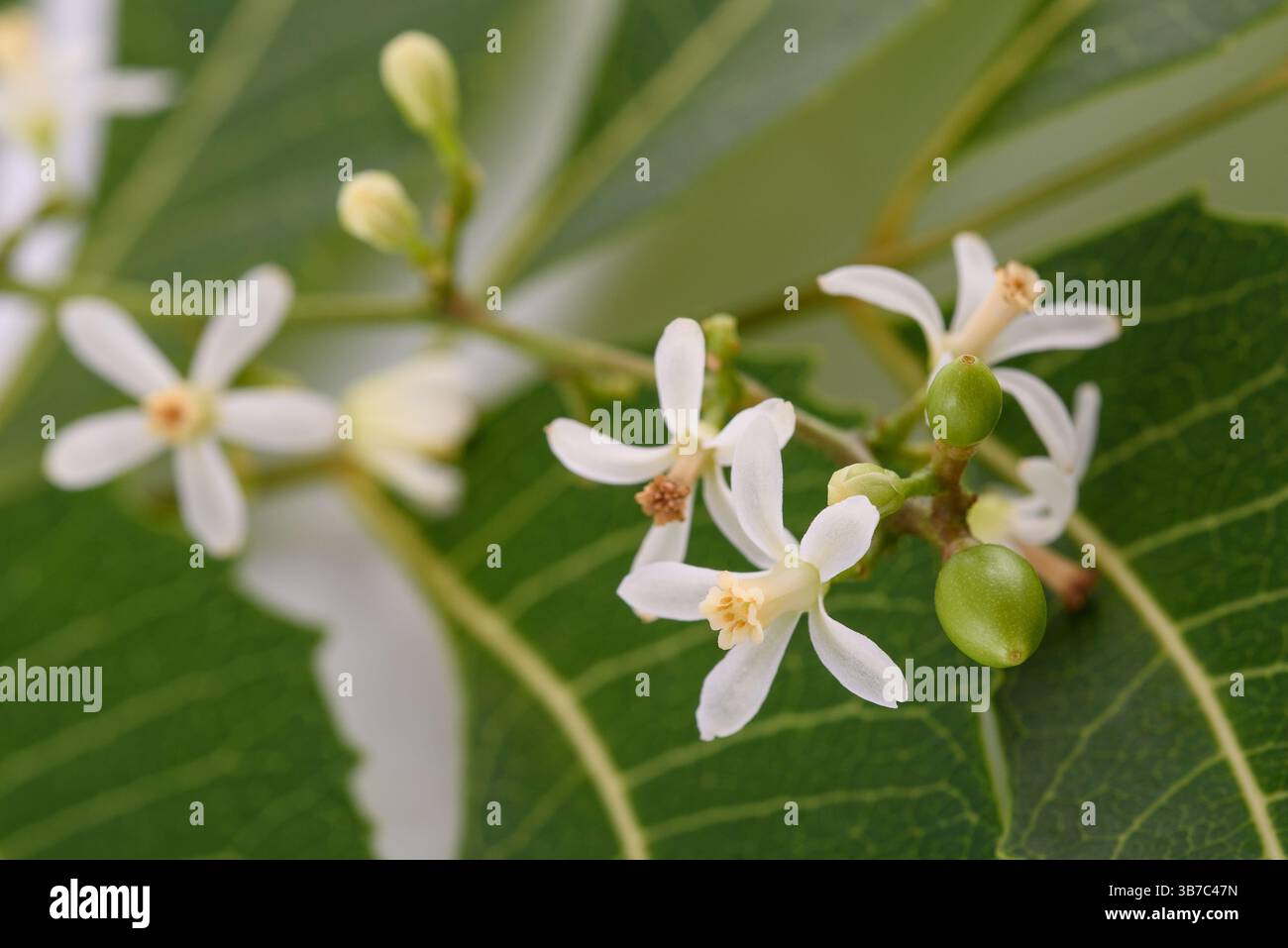 Neem flowers leaves and fruits Stock Photo - Alamy