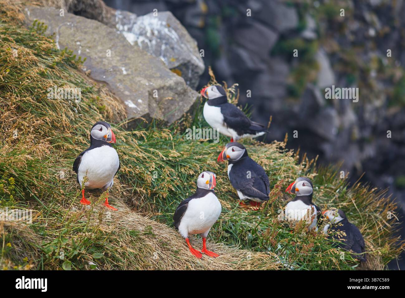 Atlantic Puffins birds or common puffins in nature background at ...