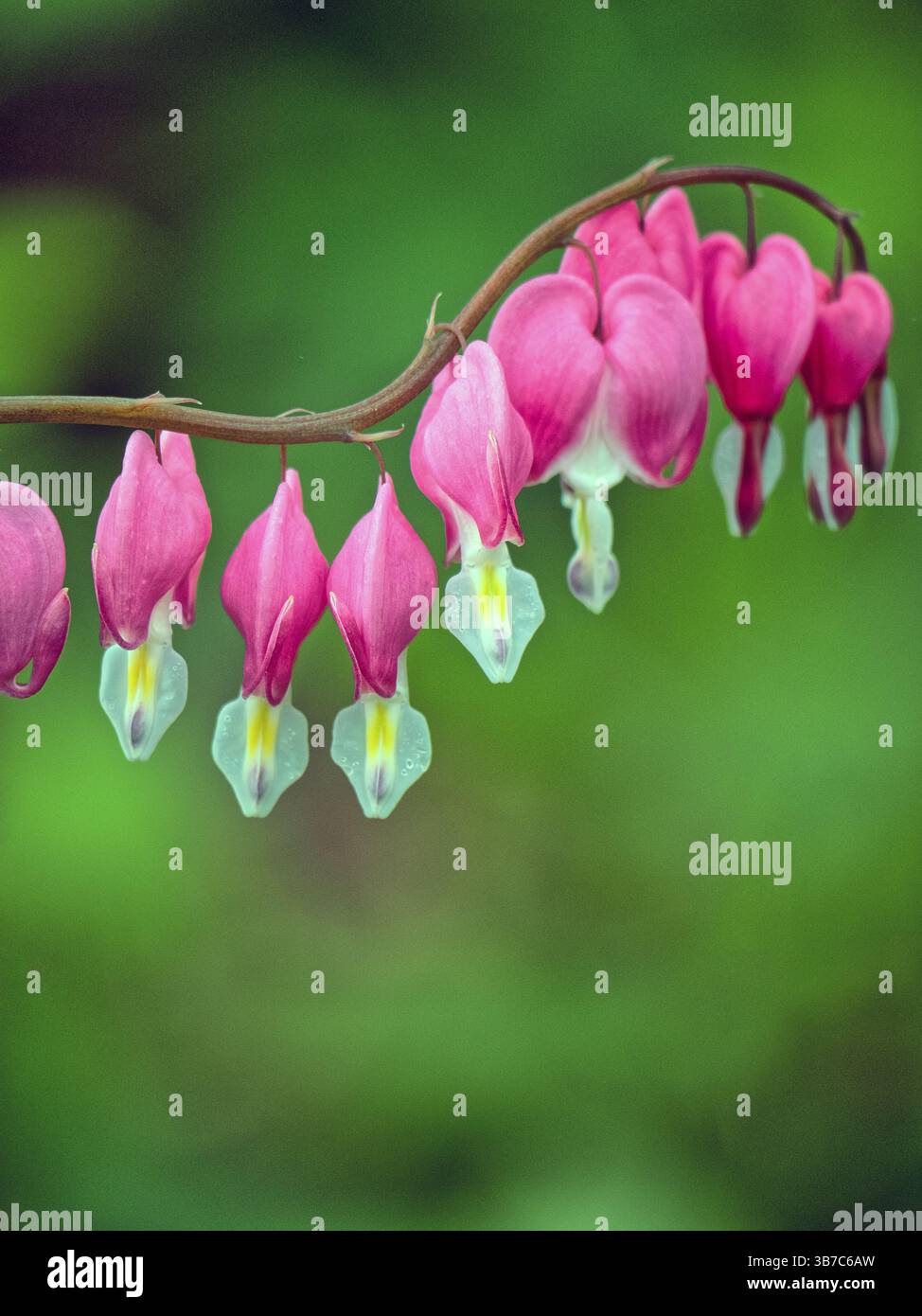 Lamprocapnos spectabilis, commonly known as bleeding heart or Asian ...