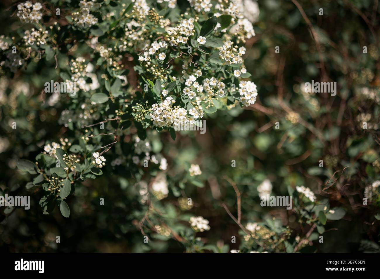 Bush full of white flowers. Wallpaper image Stock Photo - Alamy