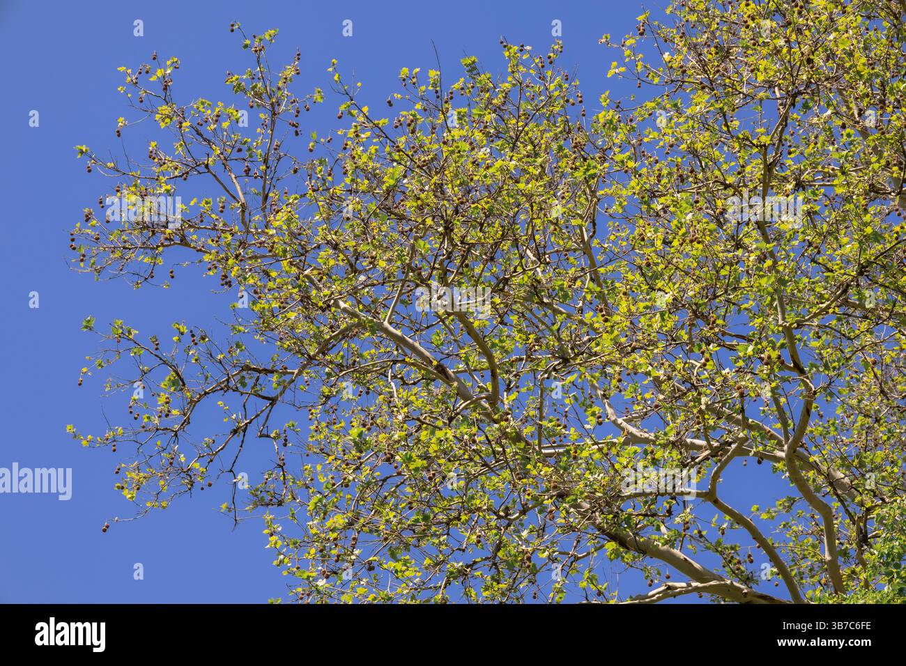 Bottom view of a tree branch full of leaves, contrast between the ...