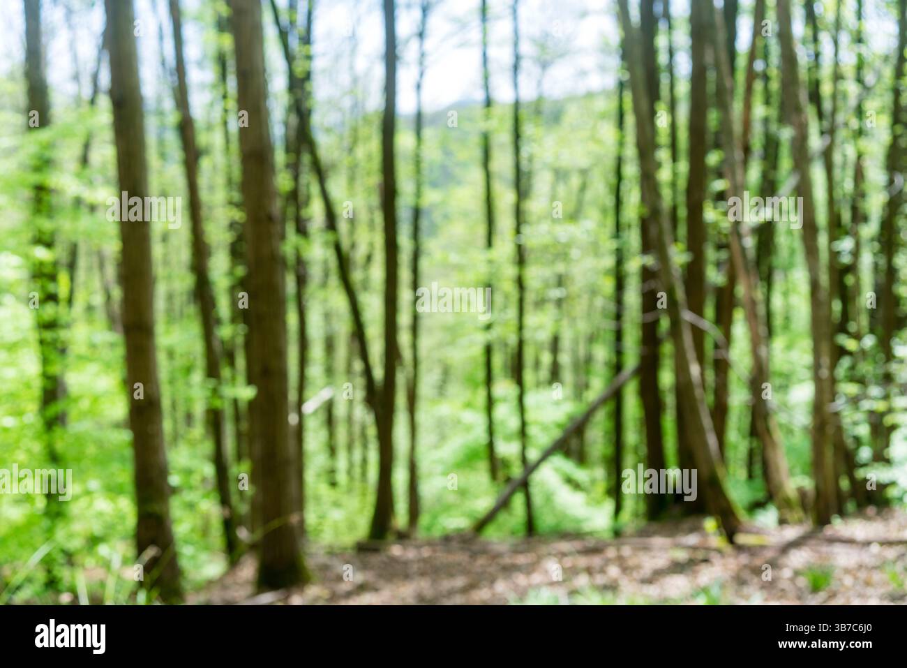 Greenery shot hi-res stock photography and images - Alamy