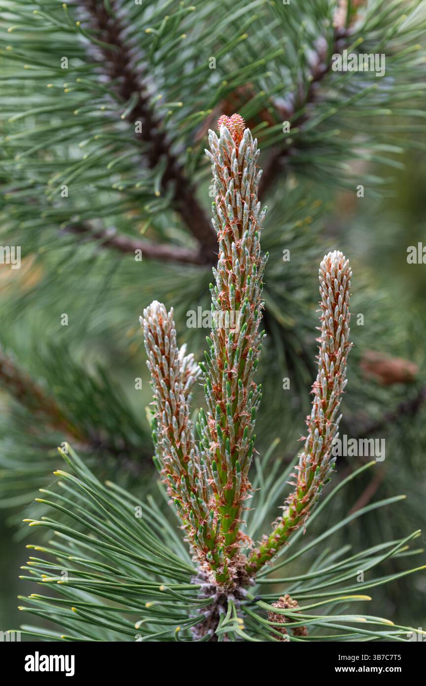 Close-up of young pine tree shoots with fresh green needles and reddish ...