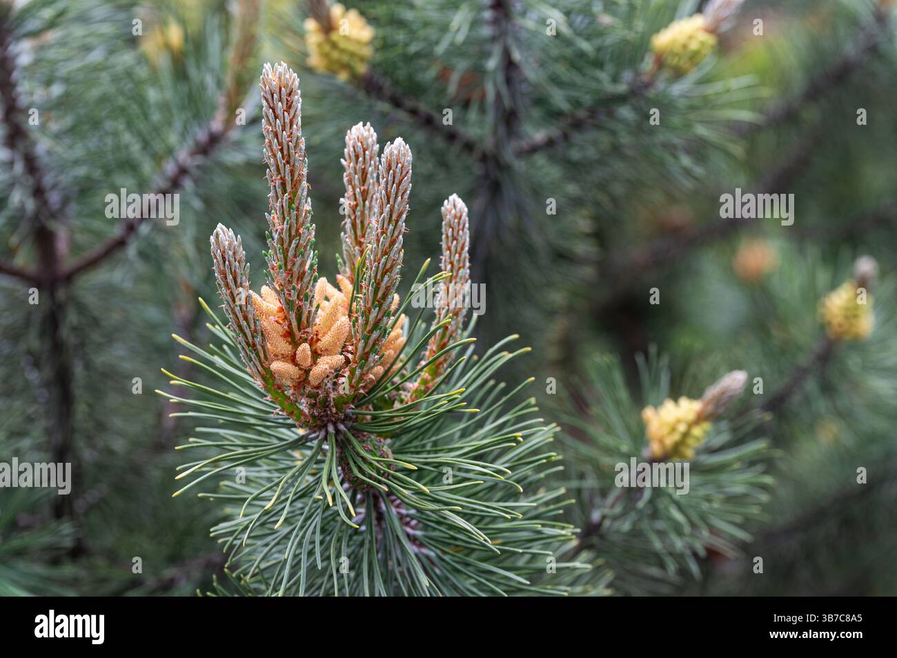 Several young spruce pine hi-res stock photography and images - Alamy
