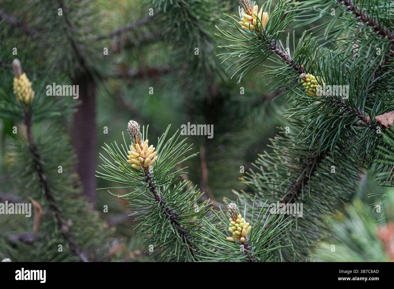 Several young male cones growing on pine tree branches with long green needles, captured in ...