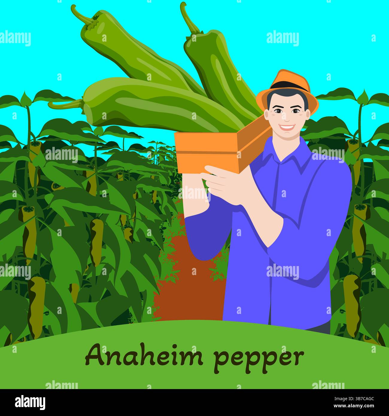 Farmer holding crate of Anaheim peppers or California peppers or ...