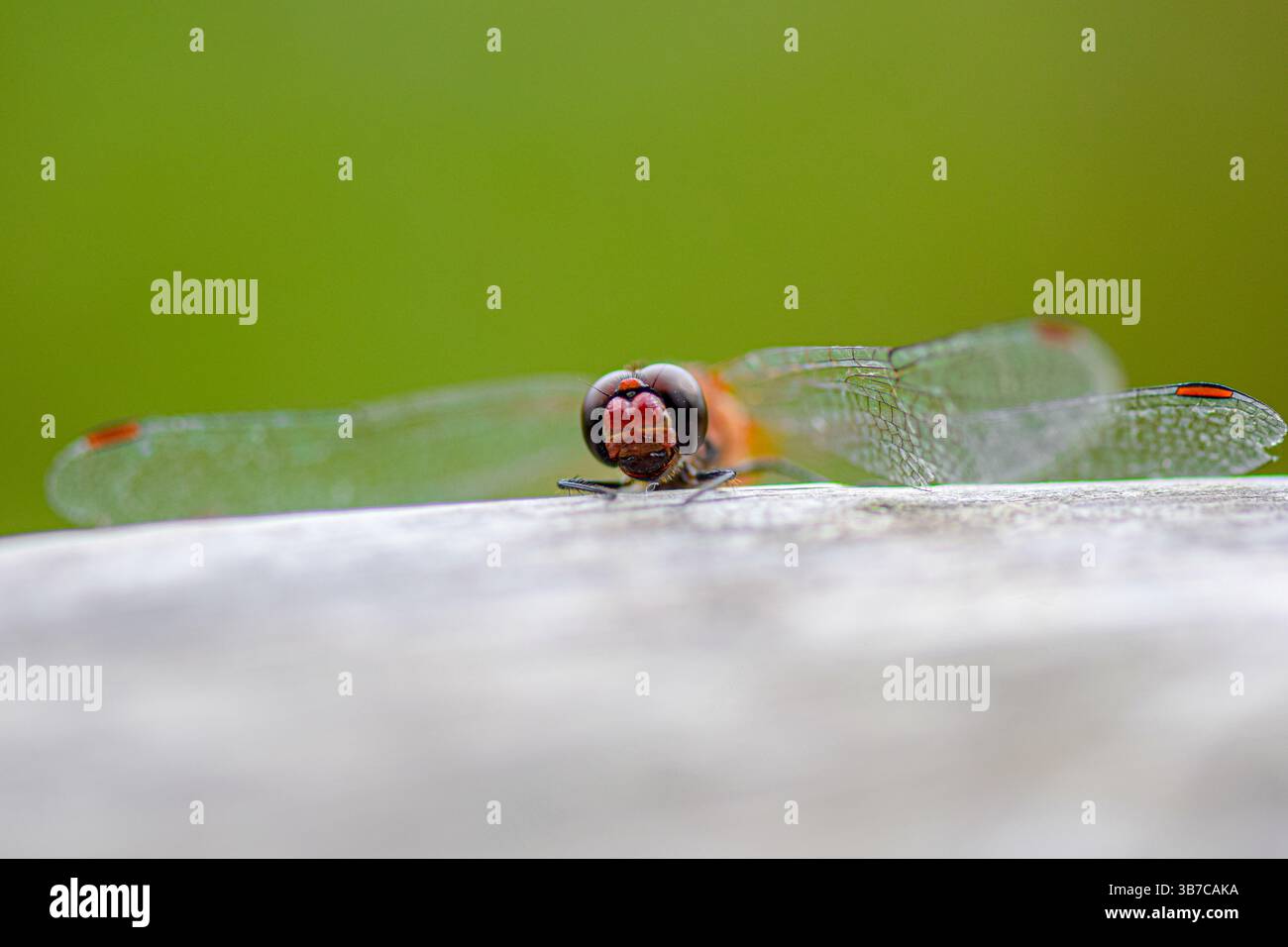Dragonfly anatomy hi-res stock photography and images - Alamy