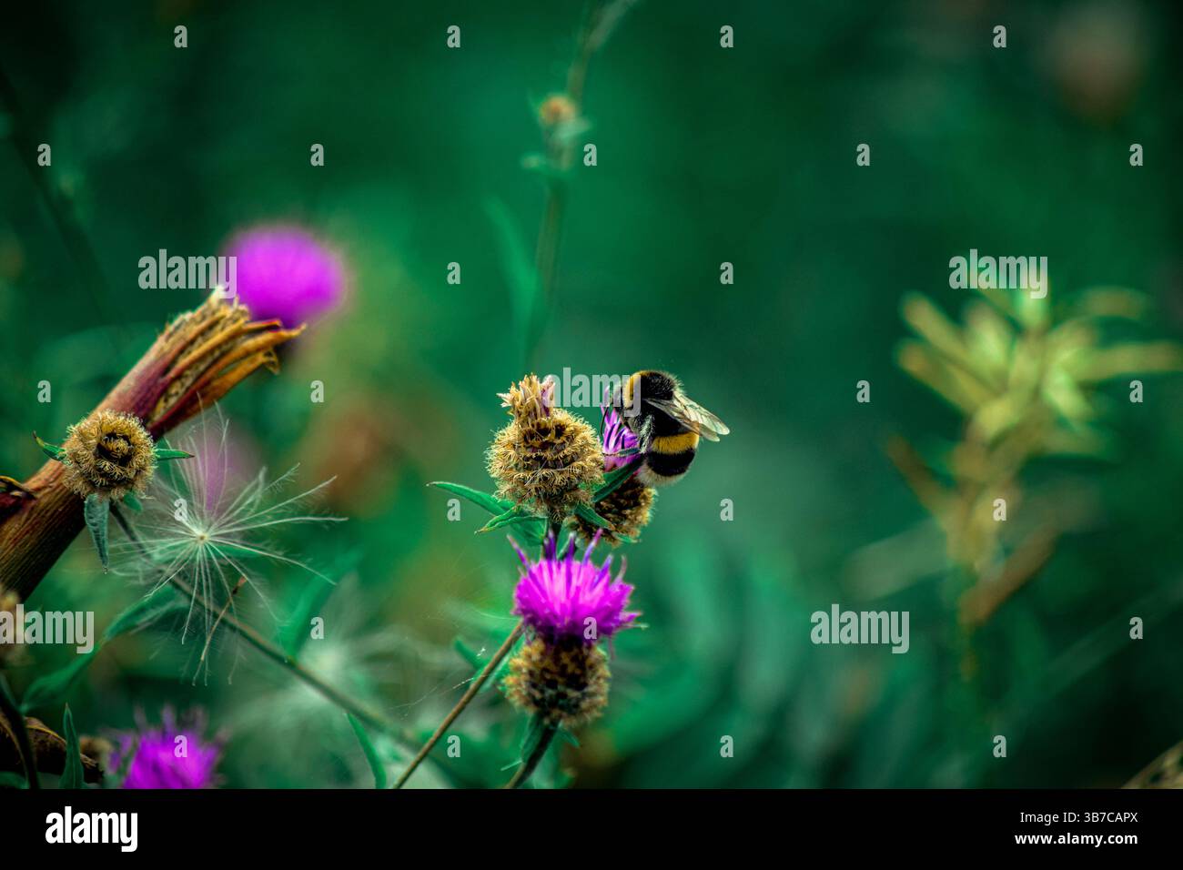 Wild insect closeup hi-res stock photography and images - Alamy