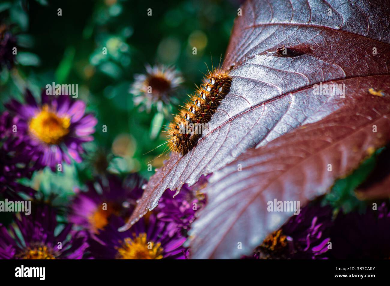 Garden moth caterpillar hi-res stock photography and images - Alamy