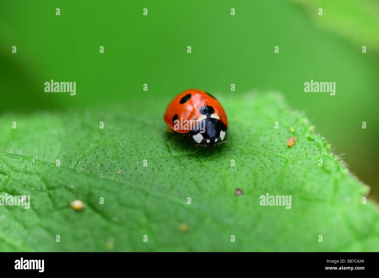 Red shell ladybug hi-res stock photography and images - Alamy