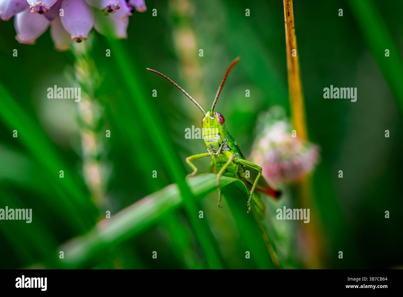 Grasshopper locust insects macro close hi-res stock photography and ...