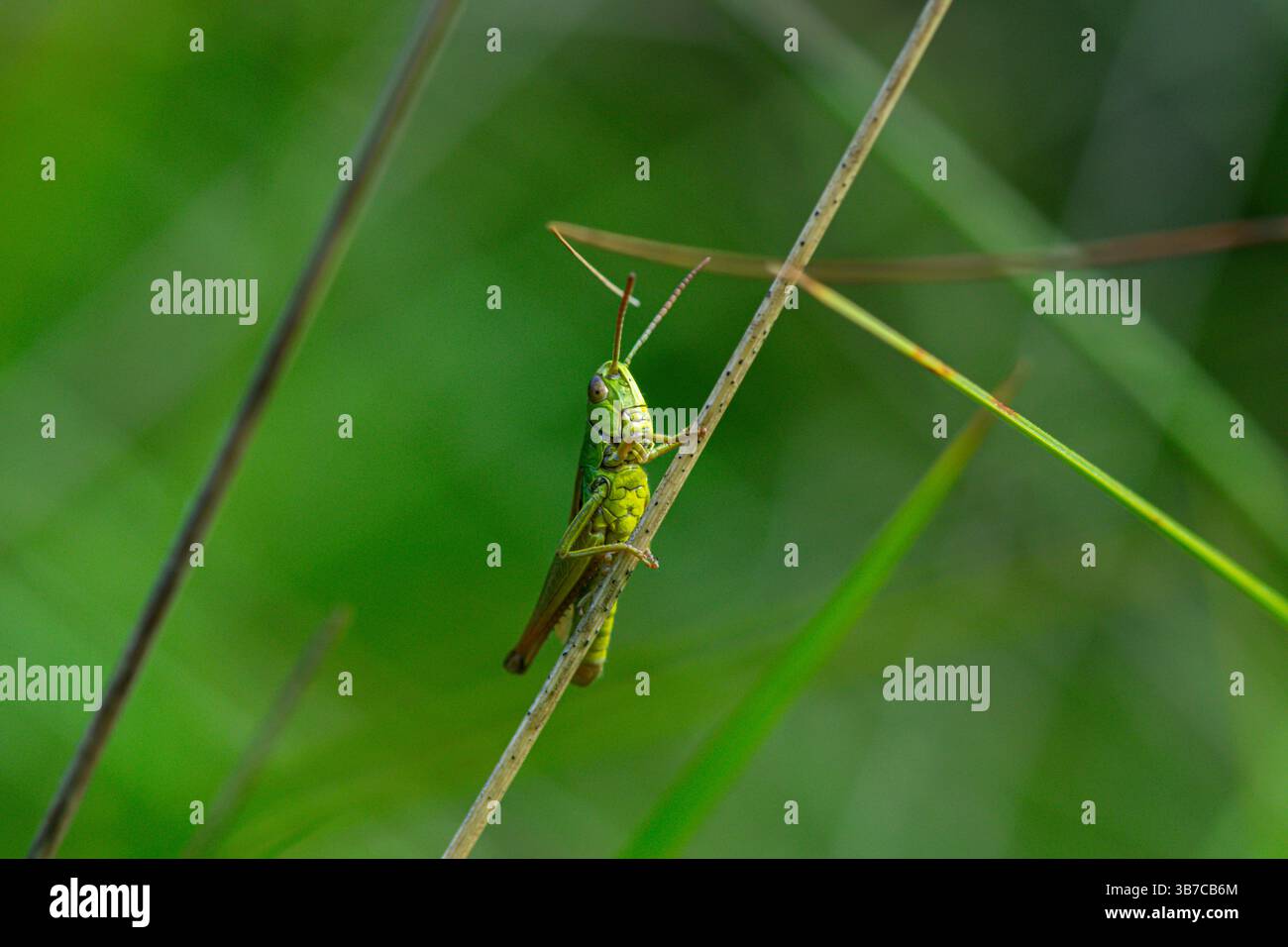 Grasshopper locust isolated on hi-res stock photography and images - Alamy