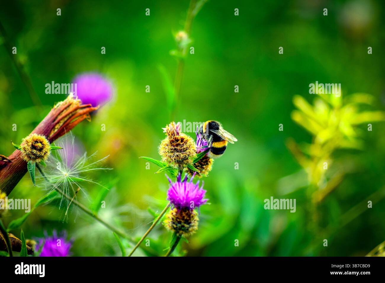 Bumblebee flying closeup hi-res stock photography and images - Alamy
