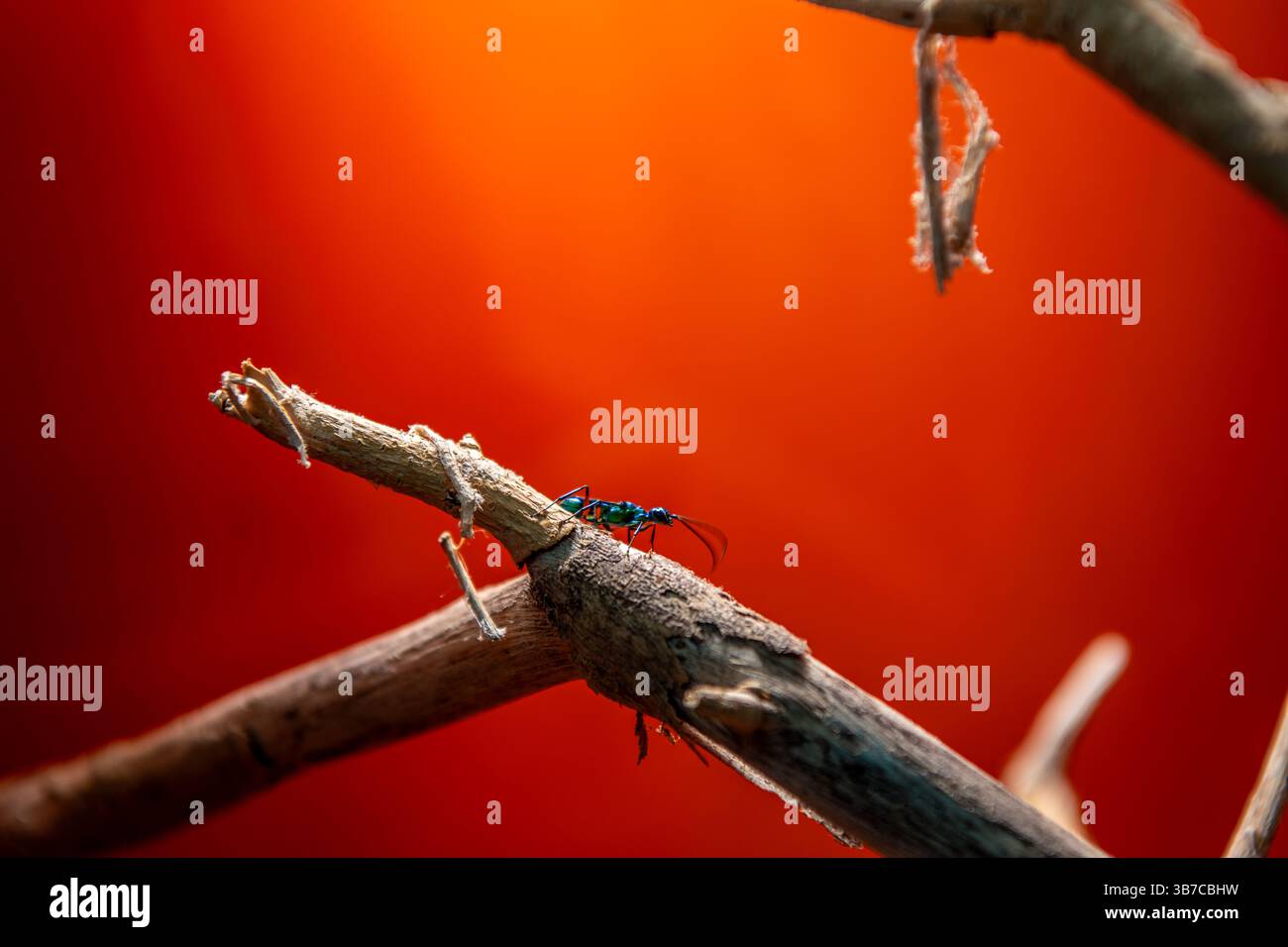Large insect on stick hi-res stock photography and images - Alamy