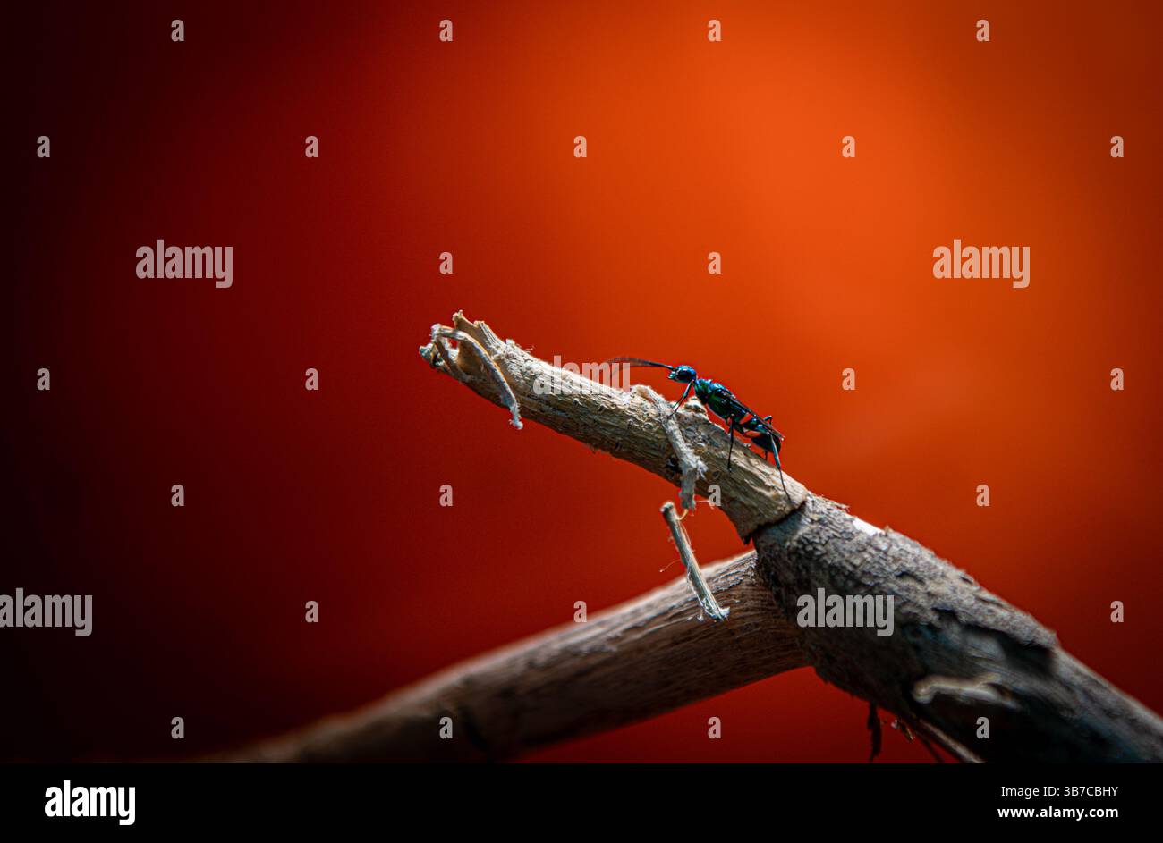Large blue insect sitting on a branch Stock Photo - Alamy